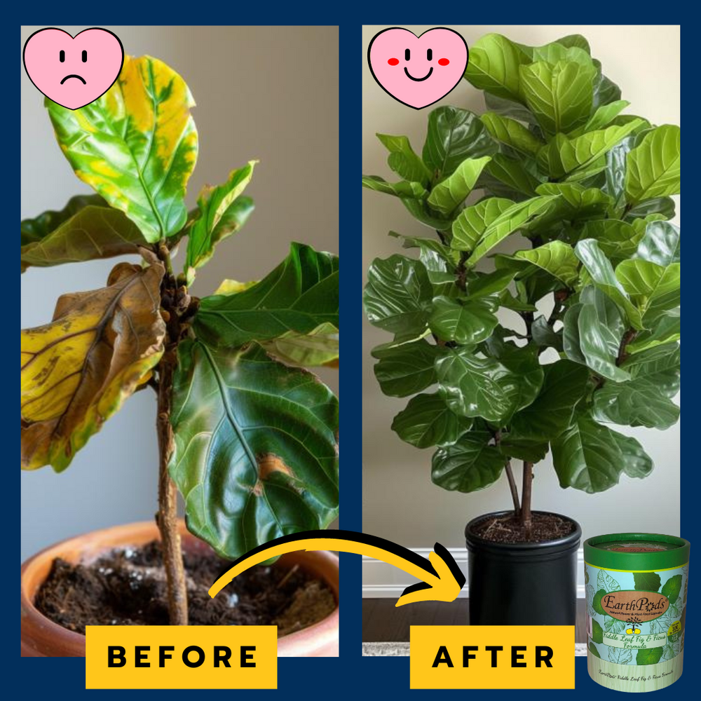 EarthPods® FIDDLE LEAF FIG & FICUS Organic Plant Food Capsules ...