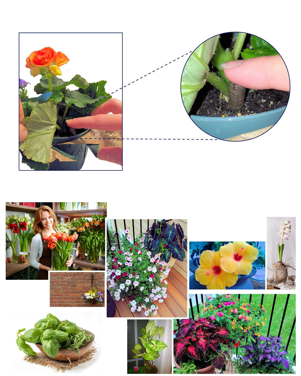 EarthPods® FIDDLE LEAF FIG & FICUS Organic Plant Food Capsules ...